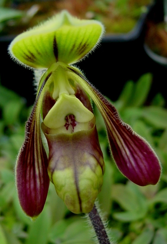 Paph sangii | Slippertalk Orchid Forum