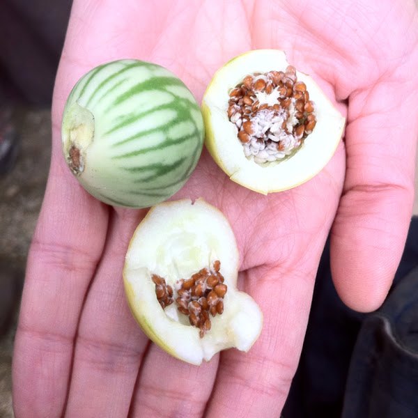 Kantakari | Project Noah