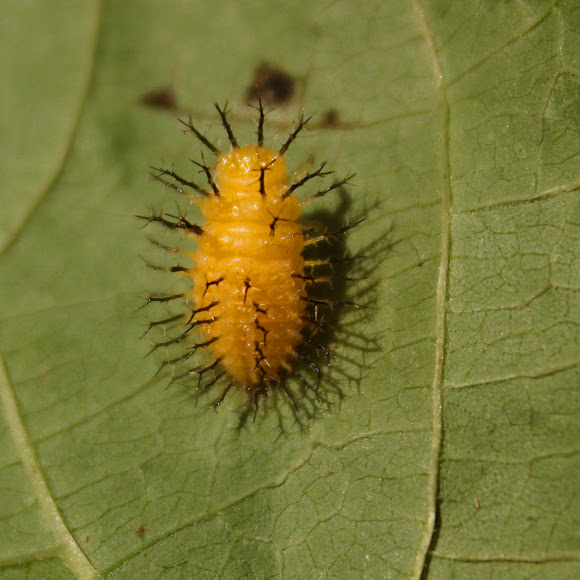 Mexican Bean Beetle larva | Project Noah