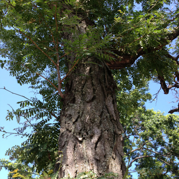 Honey locust | Project Noah