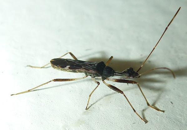 Long-Necked Seed Bug | Project Noah