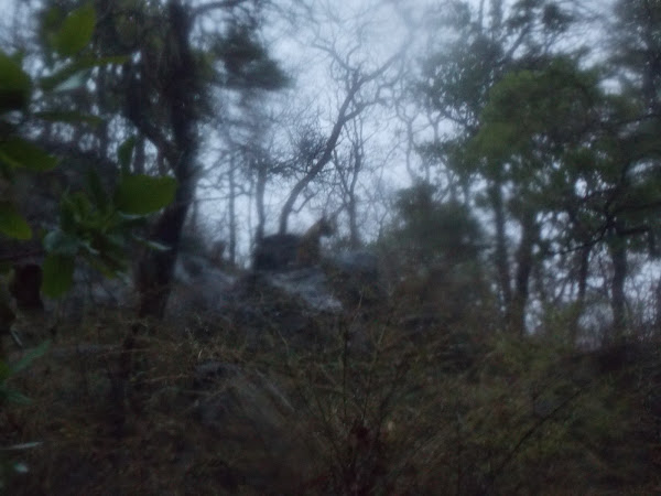 Royal Bengal Tigers | Project Noah