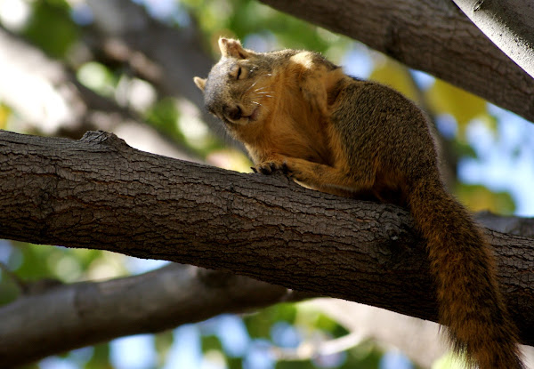 Fox Squirrel | Project Noah
