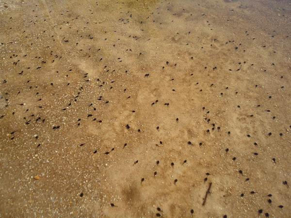 tadpole | Project Noah