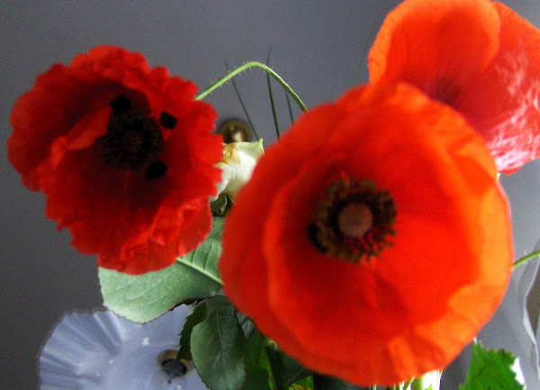 Field poppy/Poljski mak | Project Noah