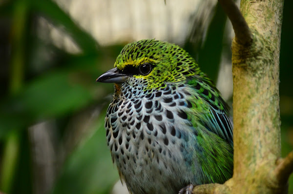 Speckled Tanager | Project Noah