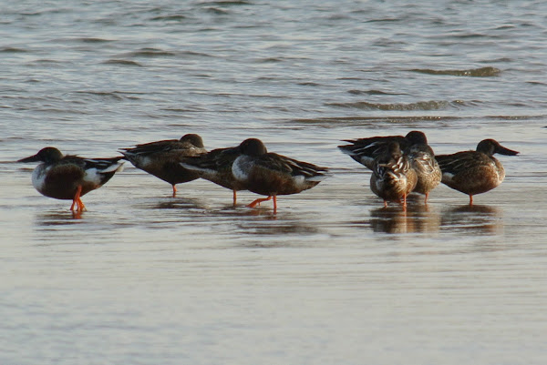 Northern Shoveler Ducks | Project Noah