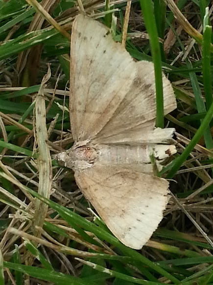 Vetch Looper Moth | Project Noah