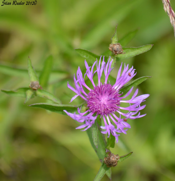 Greater Knapweed | Project Noah