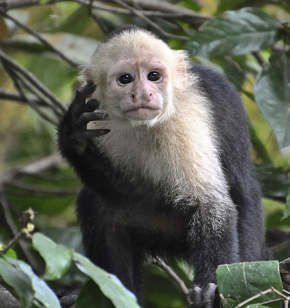 White-Throated Capuchin Monkey | Project Noah