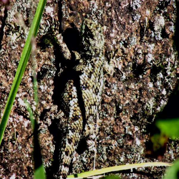 Emerald Swift | Project Noah