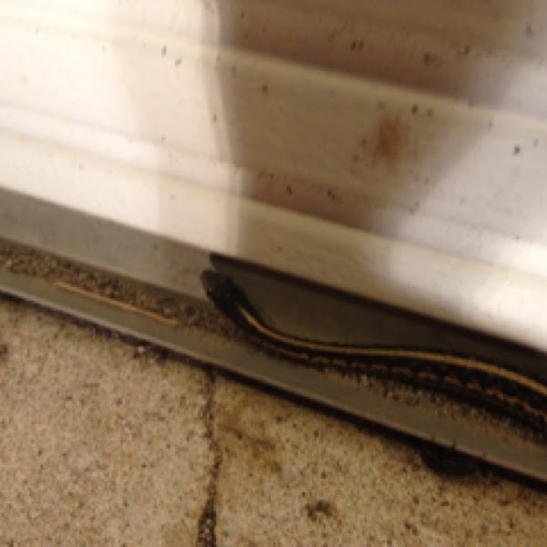 Common garter snake | Project Noah