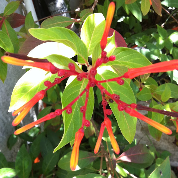 Coloradillo | Project Noah