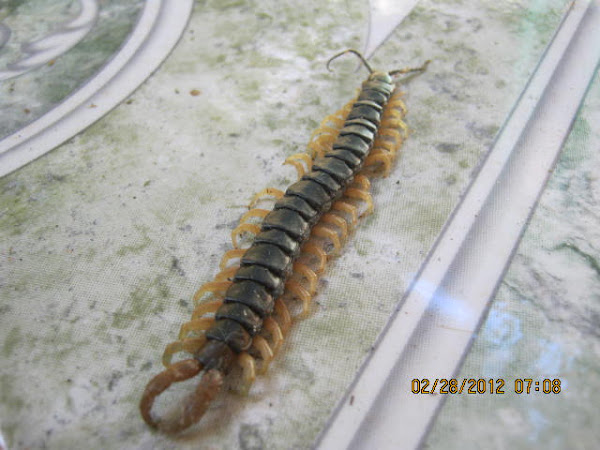 Prehistoric Giant Centipede