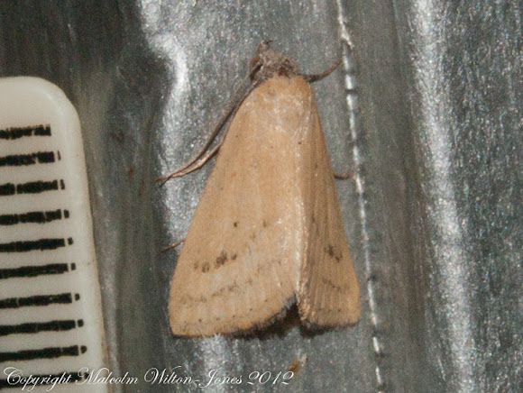 Noctuidae Moth | Project Noah