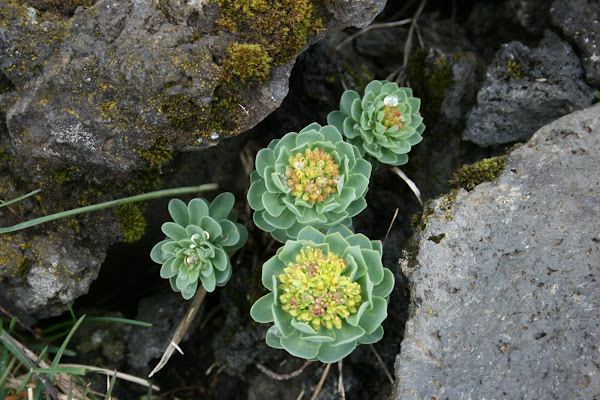 Golden root | Project Noah