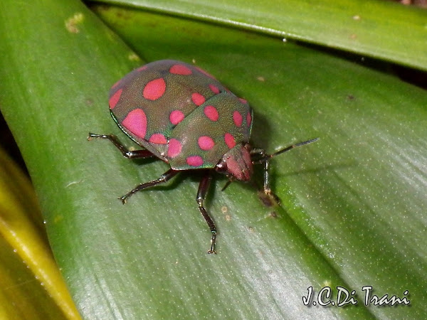 Shield-back bug | Project Noah