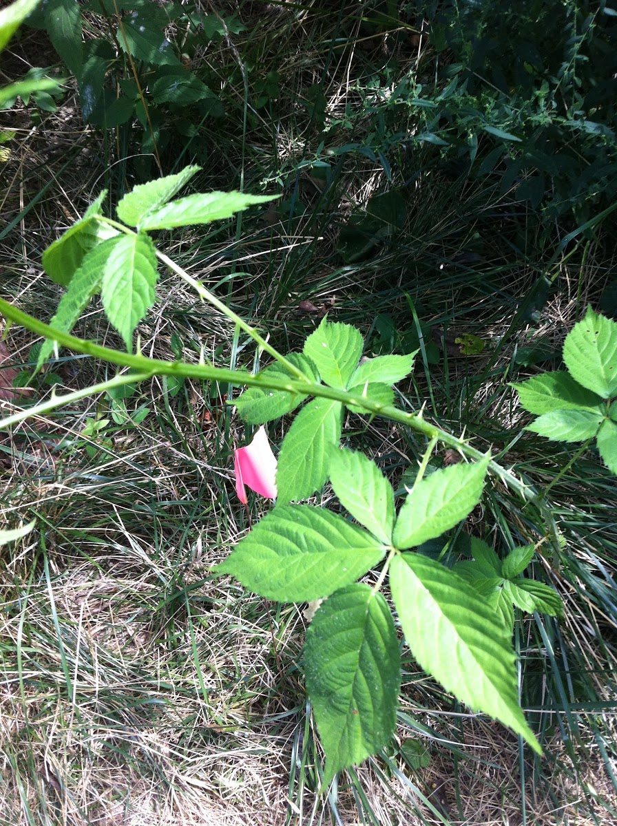 Blackberry | Project Noah