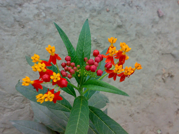 Mexican Butterfly Weed ( Blood-flower ) | Project Noah