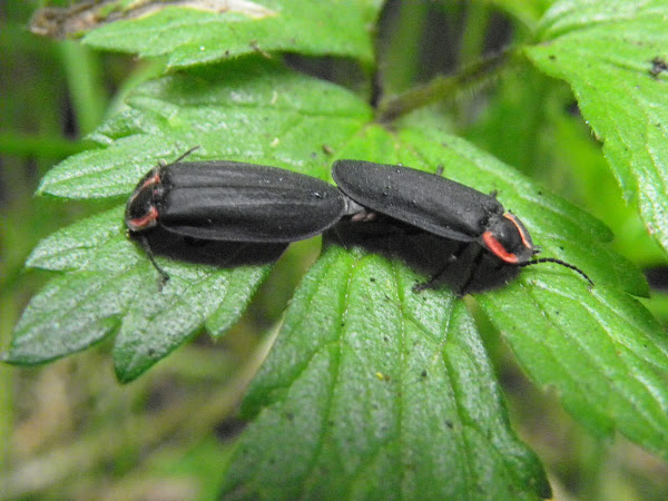 Dirunal fireflies mating | Project Noah