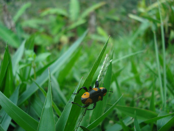 coleóptero | Project Noah