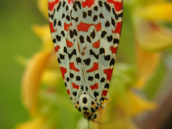 Crimson-speckled flunkey | Project Noah