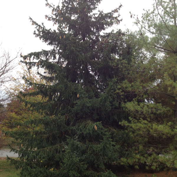 Eastern White Pine | Project Noah