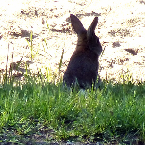 Brush Rabbit | Project Noah