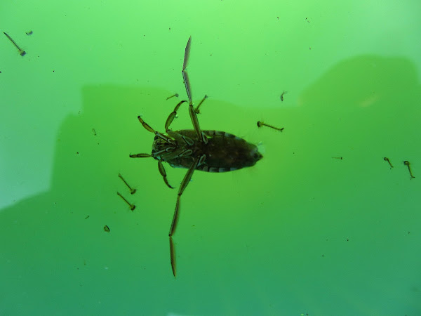 Common backswimmer | Project Noah