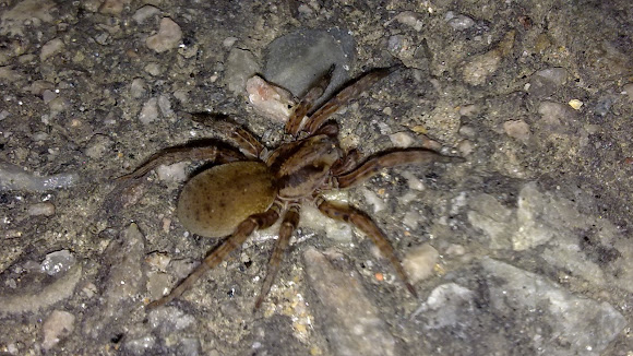 Araña lobo, Tarántula europea | Project Noah