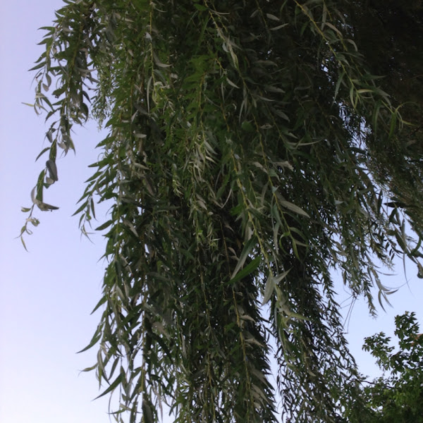 Willow tree | Project Noah