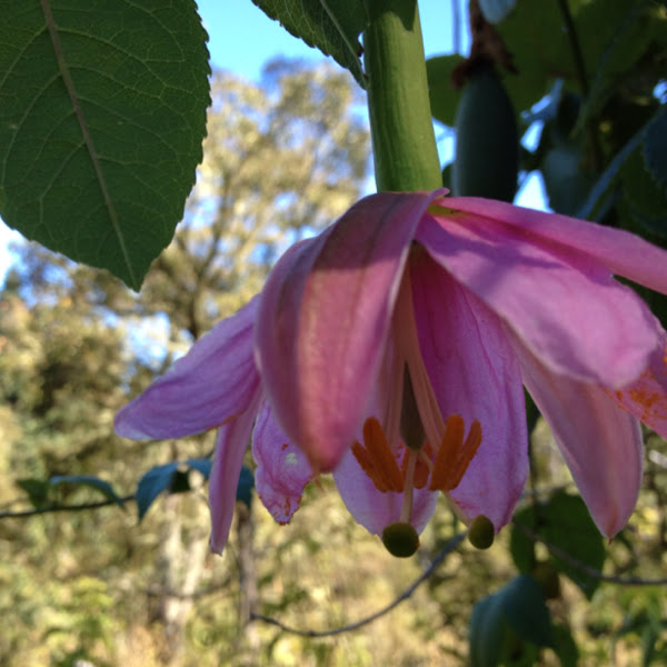 Banana poka | Project Noah