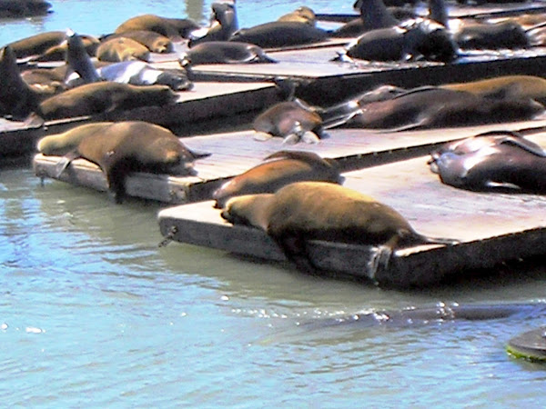 Sea Lion | Project Noah