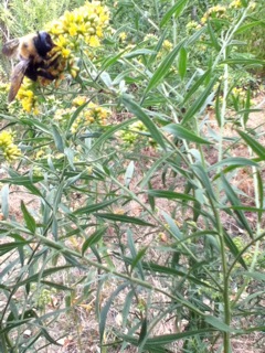 Carpenter bee | Project Noah