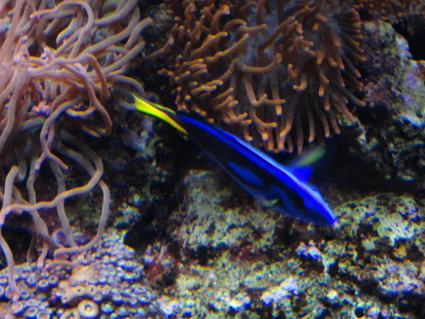 Pesce chirurgo reale | Project Noah