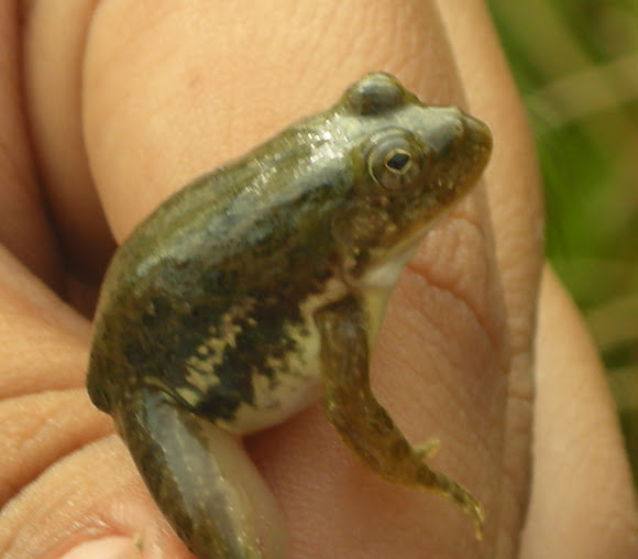 Indian Skipper Frog | Project Noah