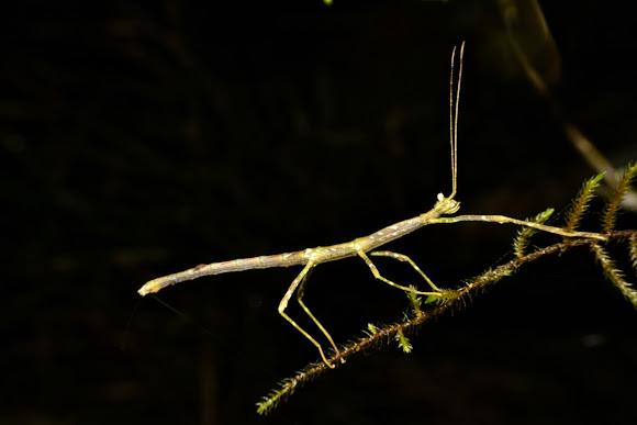 Stick Insect, Phasmid | Project Noah