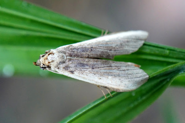 Prominent Moth | Project Noah