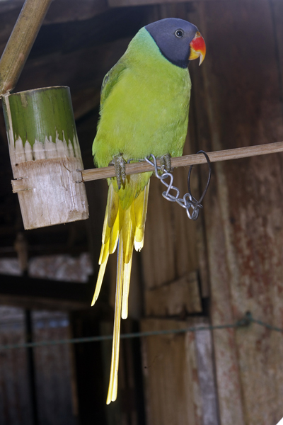 Grey-headed Parakeet | Project Noah