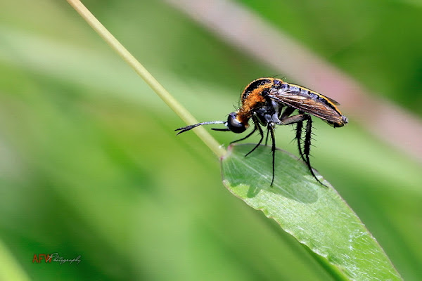 Hunchback fly | Project Noah
