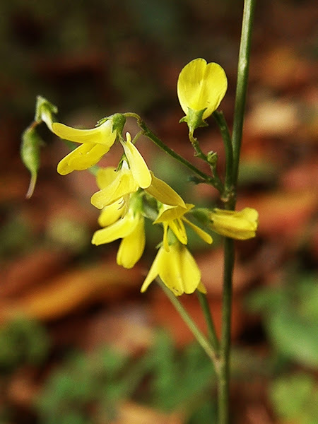 Meadow vetchling | Project Noah
