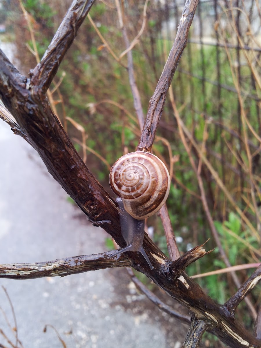 Chocolate Banded Snail | Project Noah