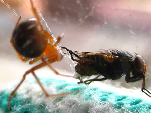 Red House Spider (with prey) | Project Noah