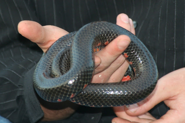 Red Bellied Mud Snake | Project Noah