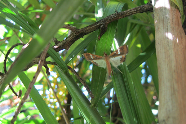 Bean Pod Borer Moth or Legume Pod Borer Moth | Project Noah