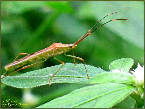 Slender Rice Bug | Project Noah