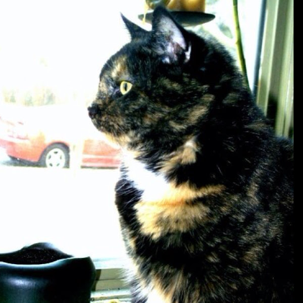 Tortoiseshell cat, Calico cat, marble cake cat | Project Noah