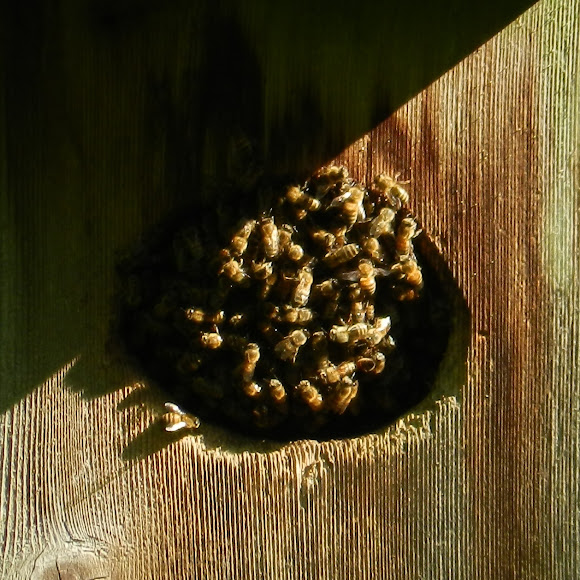Honey Bee Nest | Project Noah