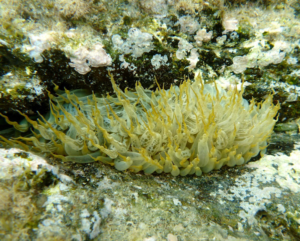 Trumpet anemone. | Project Noah