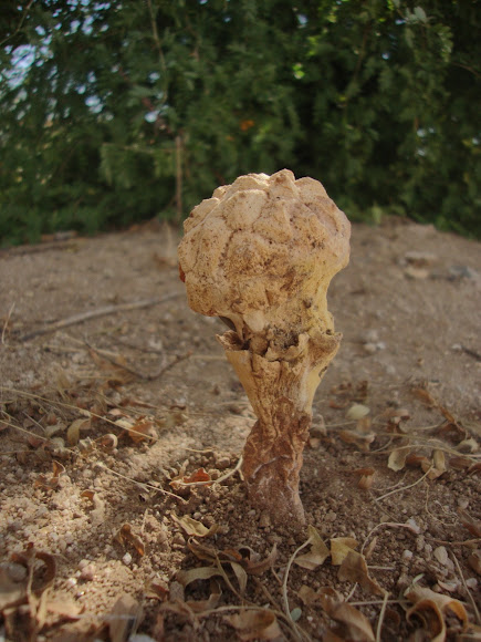 Scaled stiped puffball | Project Noah